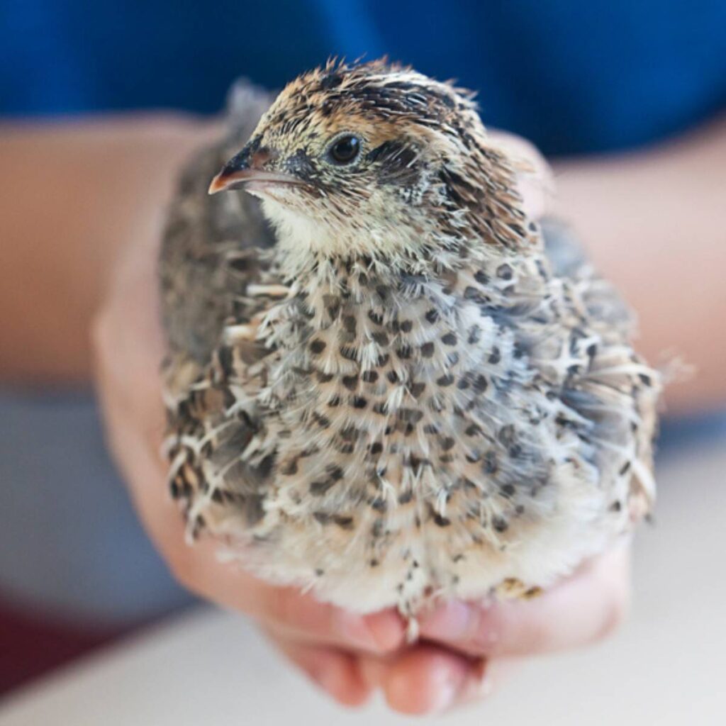 Keeping Quail on the Urban Homestead - ABUNDANCE IN REST